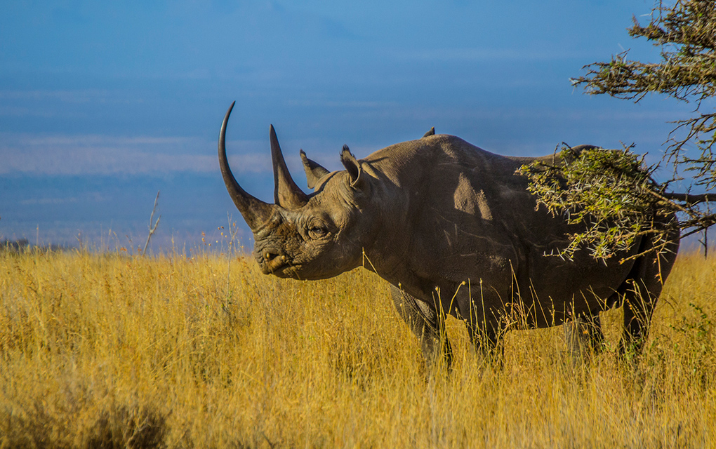 10 animales que se extinguieron en los últimos años