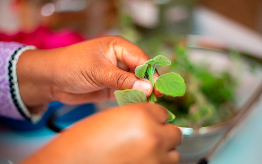 Estos son los guardianes de la medicina tradicional de los antepasados