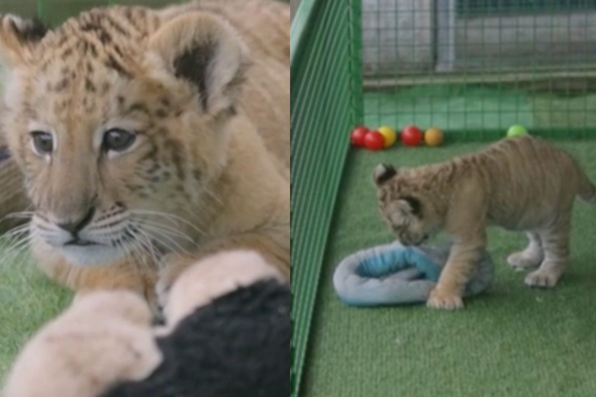 Nace ‘ligre’, híbrido entre tigresa y león, en Rumanía