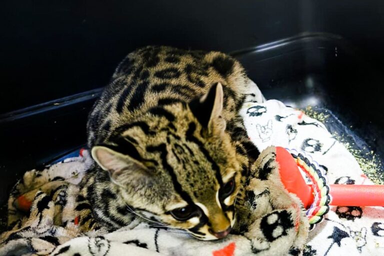 Rescatan tigrillo en CDMX; estaba en cautiverio y grave de salud